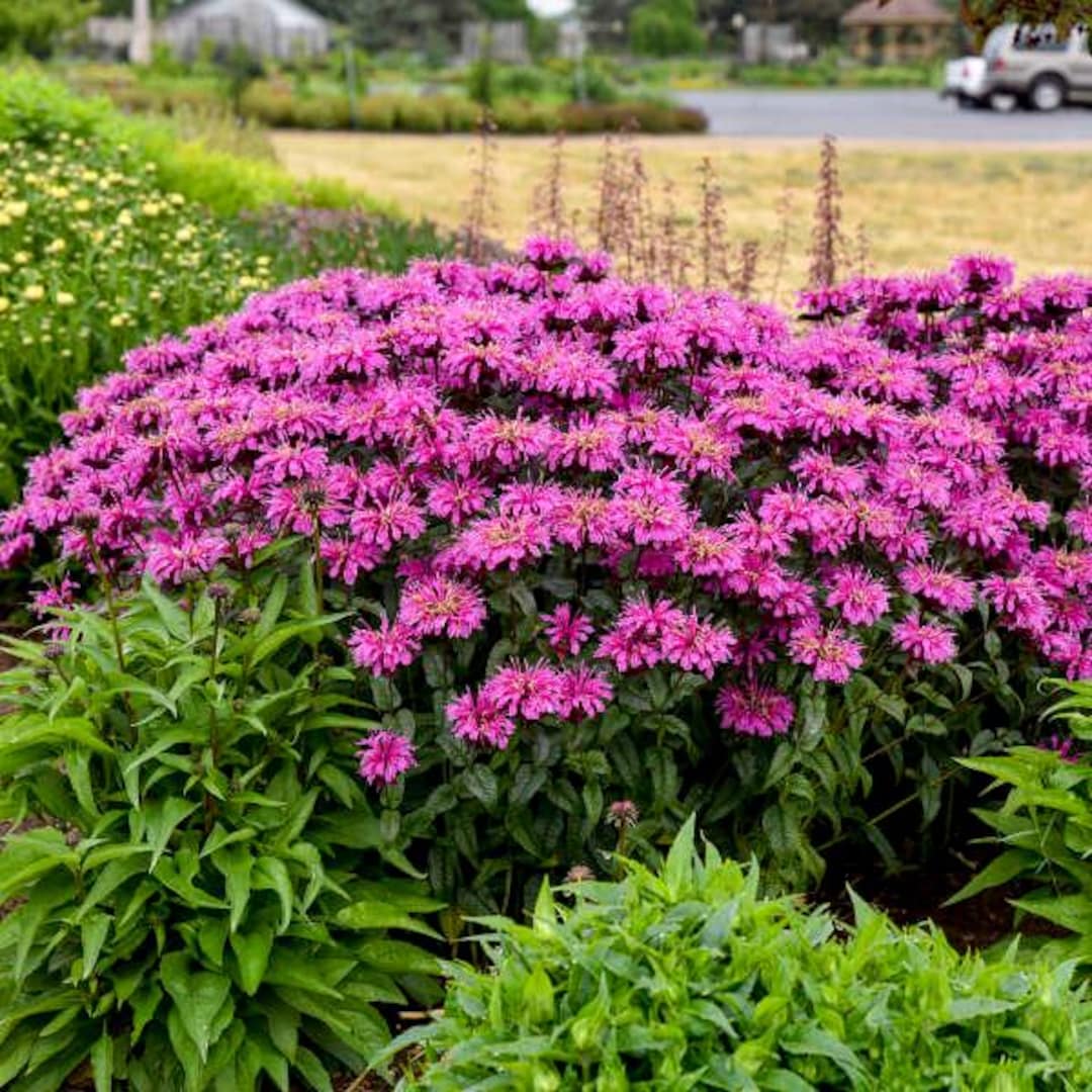 Bee Balm 'lavender Taffeta' fluorescent Pink Flowers Monarda Perennial ...