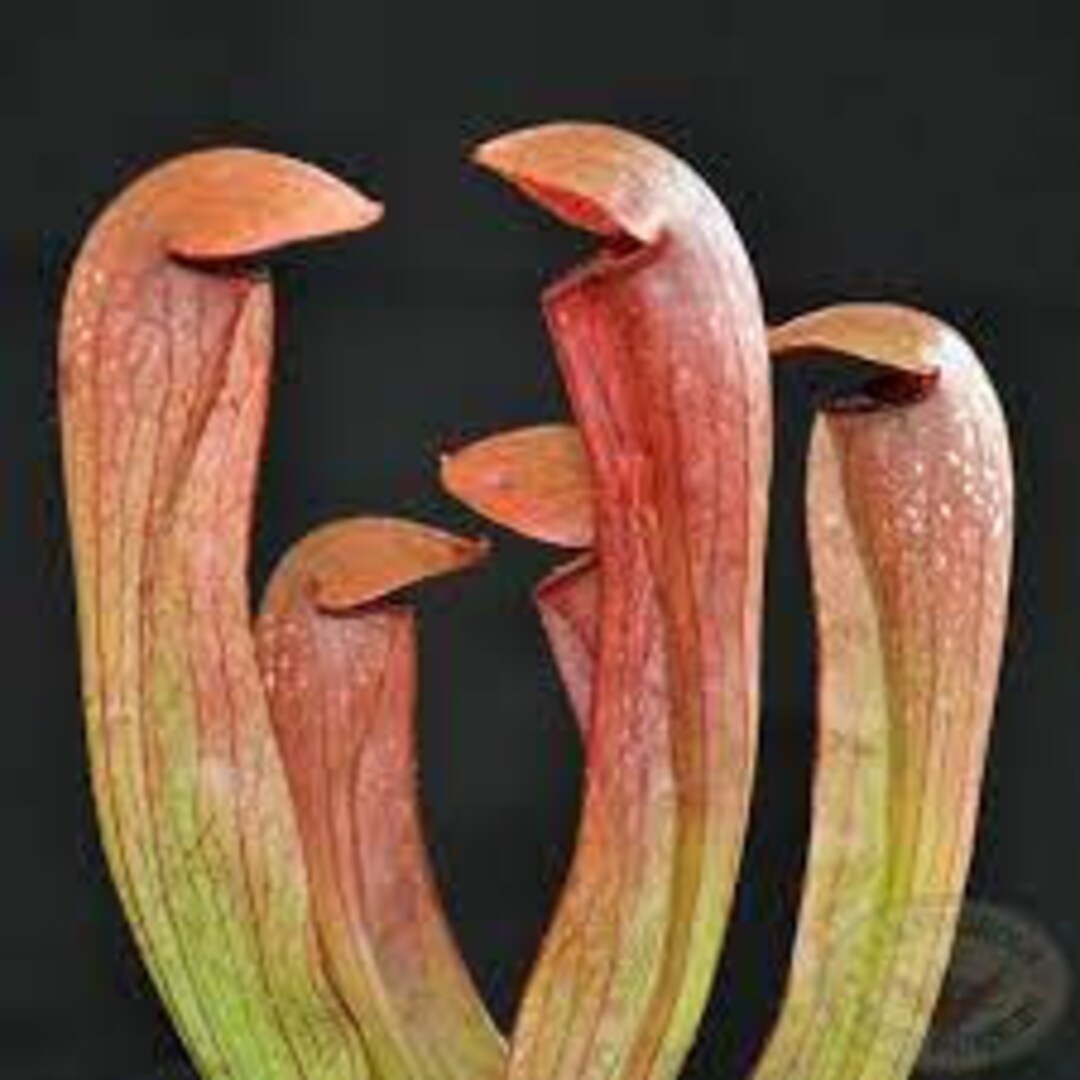 Pitcher Plant ‘ Bug Bat’-chartreuse Green Pitchers Cinnamon Red Hoods ...
