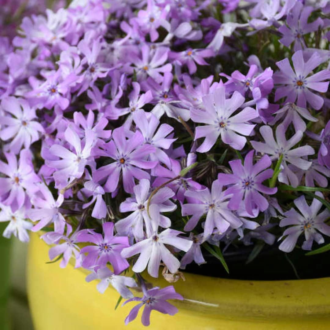 Phlox Creeping ‘bedazzled Lavender’ Fragrant Lavender-pink Flowers ...