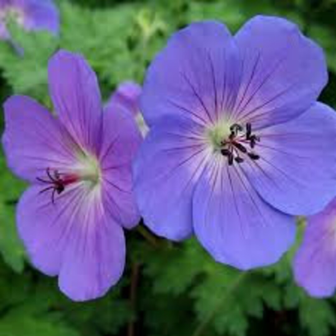 Cranesbill ‘rozanne’ -glowing Violet-blue, Saucer-shaped Flowers ...