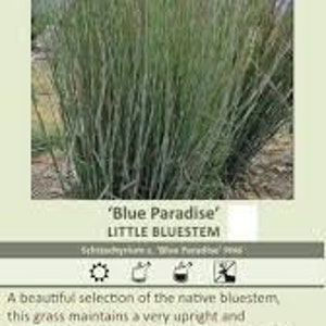 Grass Little Bluestem ‘blue Paradise’ Silvery Blue Leaves With Deep ...