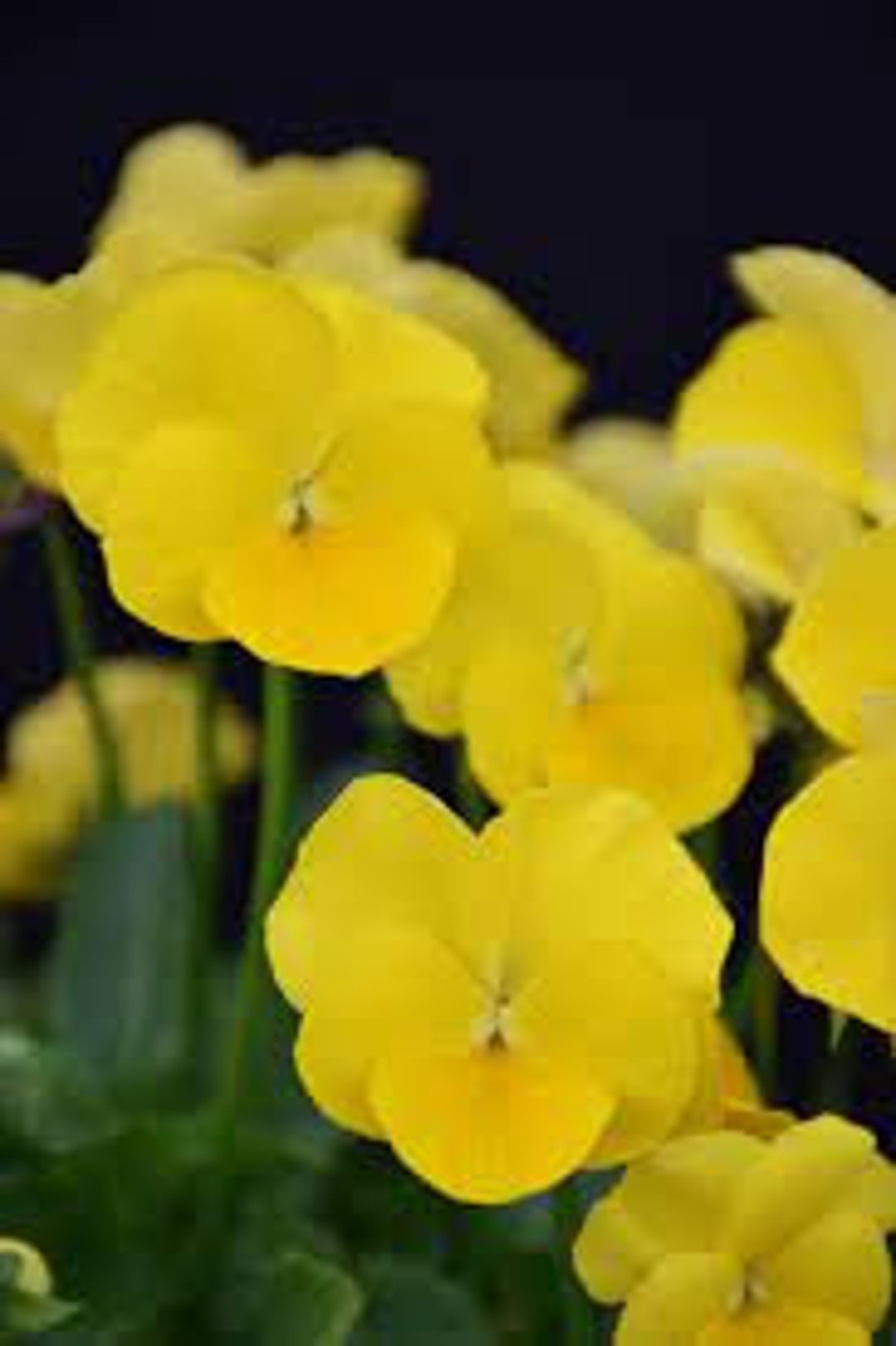 Violet sunny Jim Early Fragrant Spring Frilled Flowers of Yellow Viola ...