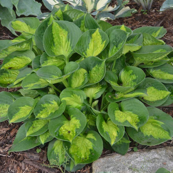 Hosta ‘pocketful of Sunshine’ -unique Variegated Cupped Foliage -hosta ...