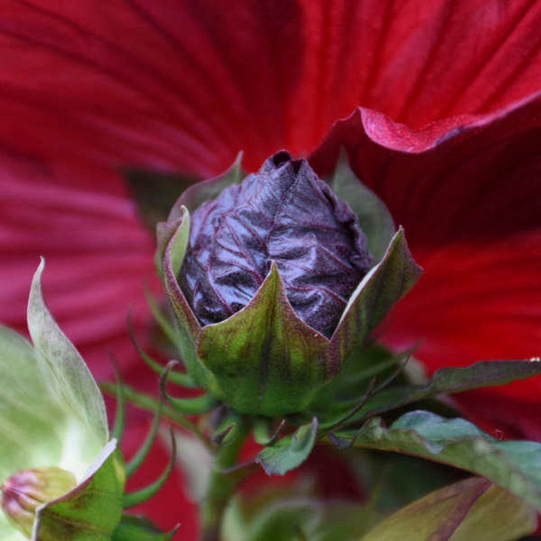 Hibiscus 'blackberry Merlot’ - Black Buds Open Huge 10”+ Dark Red ...