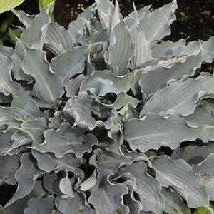 Hosta ‘waterslide’ - Ride the Blue Waves! - Blue Hosta - Perennial - Etsy