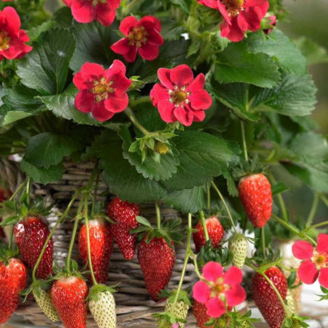 Strawberry ‘tristan’ Large Semi-double Hot Magenta-pink Flowers Yield ...