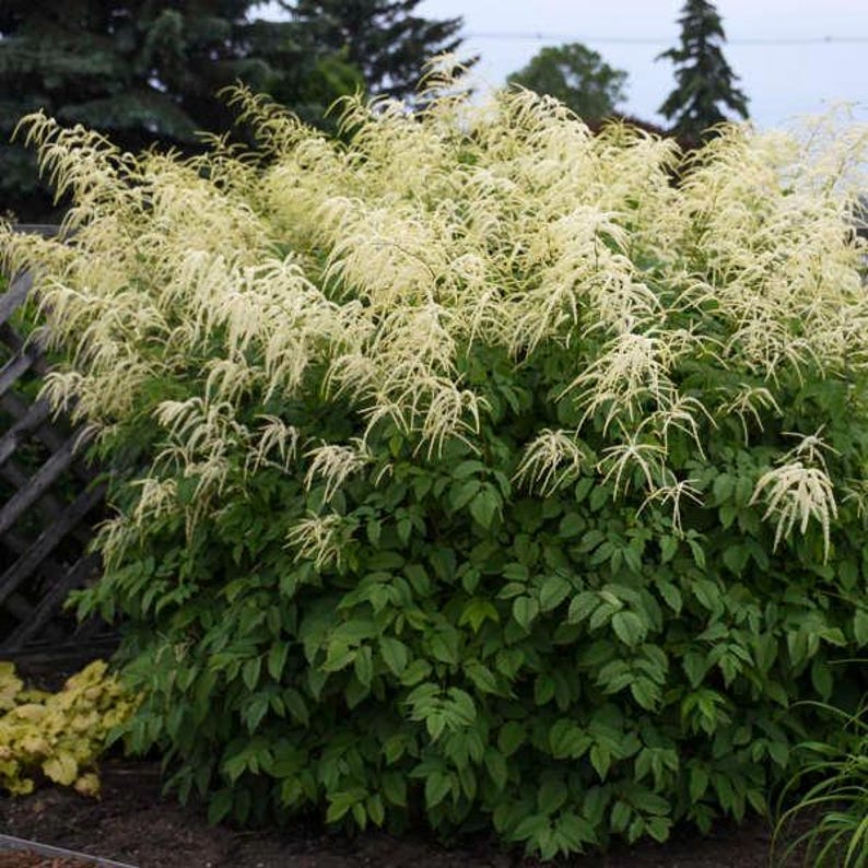 Goat's Beard- Tall White Triangular Airy Flowers Atop Bronzed Green ...