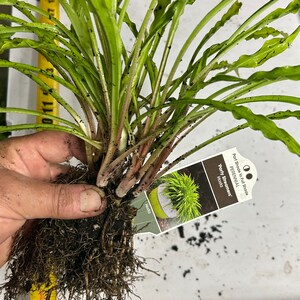 Hosta ‘party Streamers’ - Yellow Gold Wavy Streamers… Time for a Garden ...