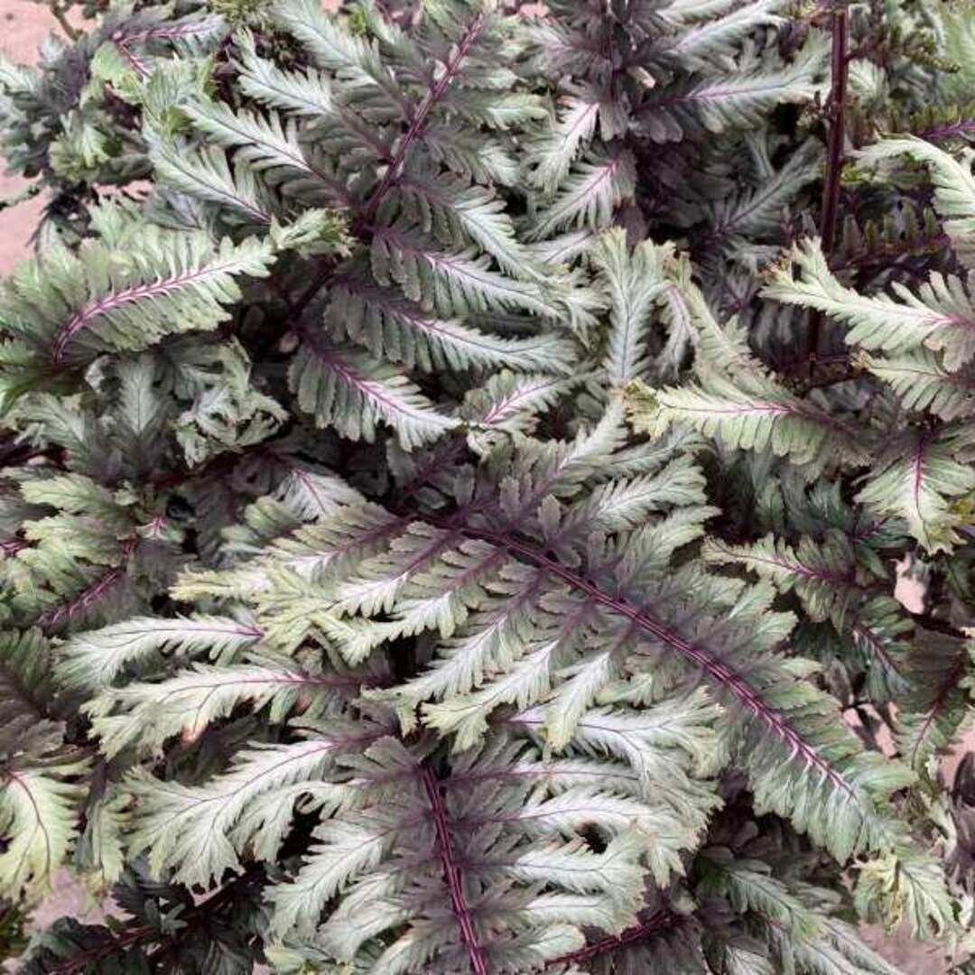 Fern Crested Japanese Painted ‘crested Surf‘ Arching Clump of Silvery ...