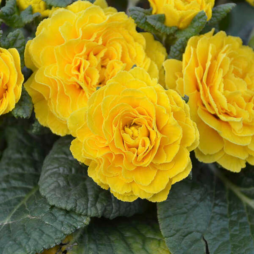 Primrose 'spring Sun’- Masses of Large, Rose-like Fragrant, Double ...