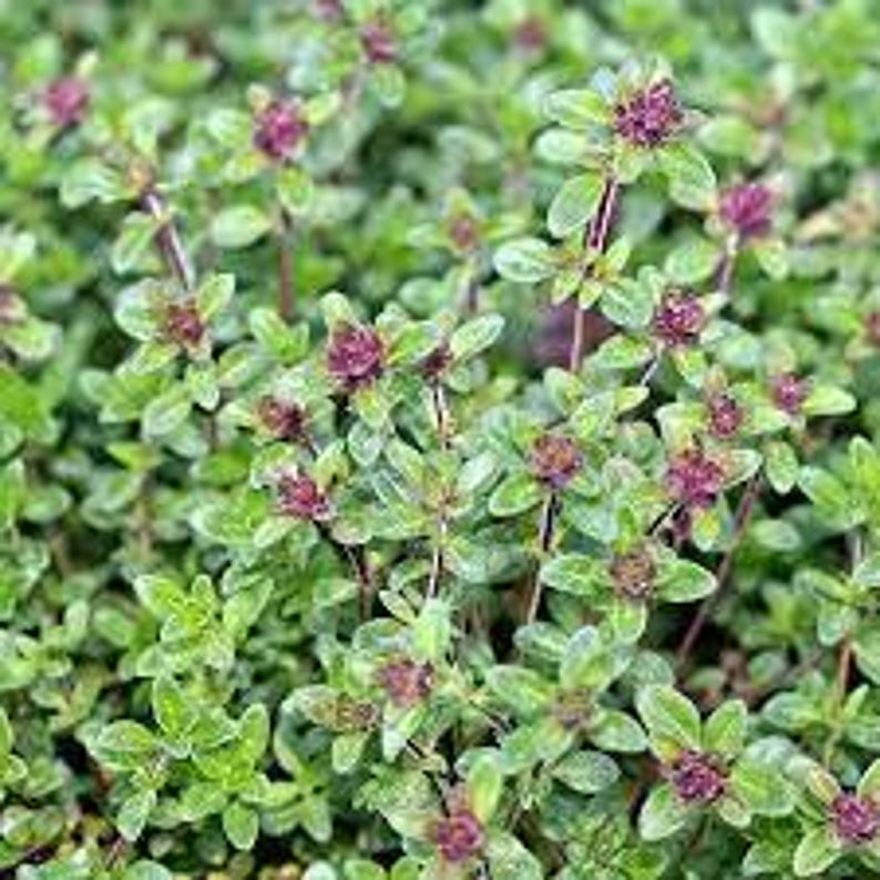 Creeping Lemon Thyme 'doone’s Valley' Fragrant Lemony Evergreen Golden Variegated Leaves-thymus ...