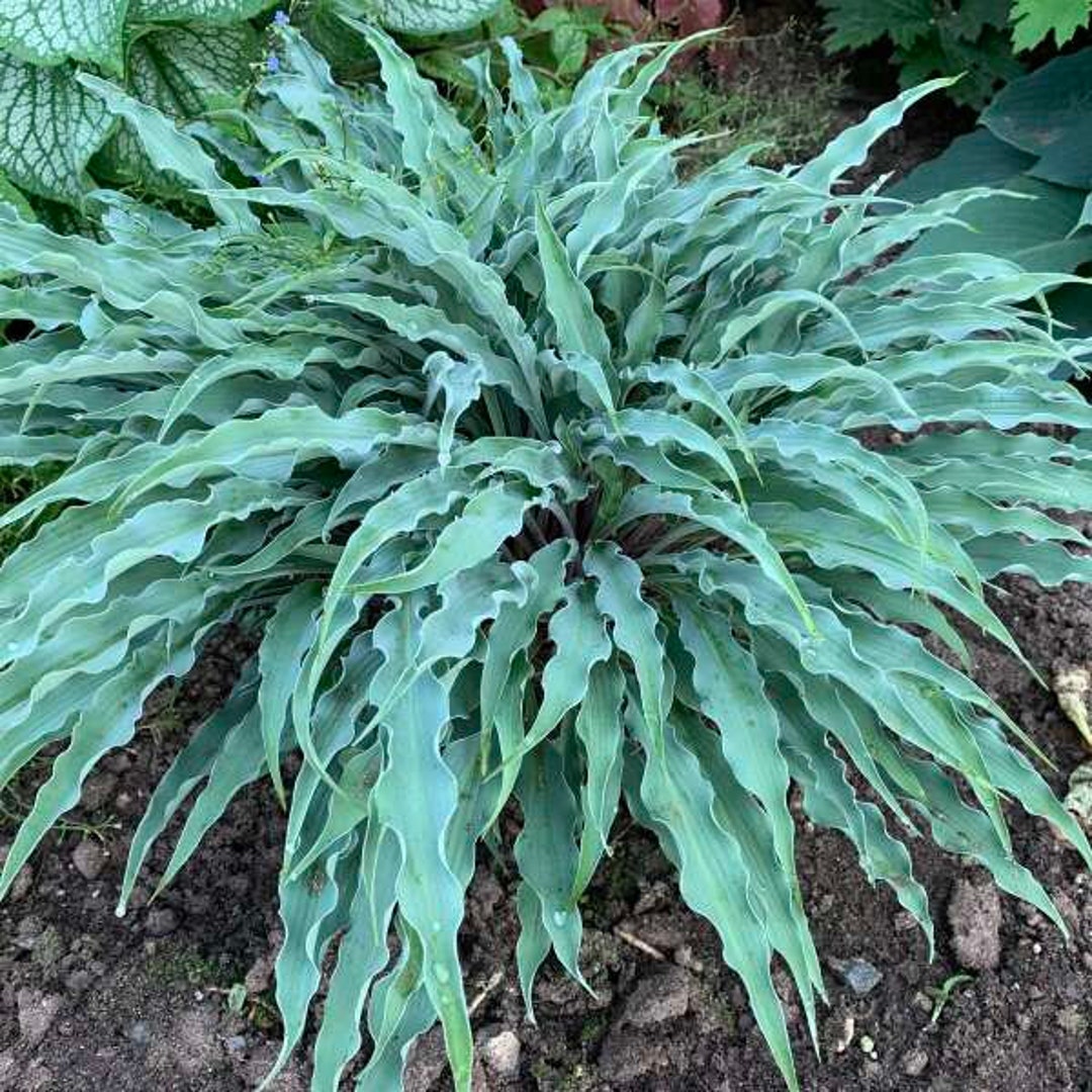 Hosta ‘silly String’ - Blue Wavy Strings in the Garden….what? That’s ...