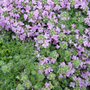 Creeping Thyme 'elfin' Fragrant Tiny Evergreen Leaves With Pink Flowers-thymus Herb Perennial ...