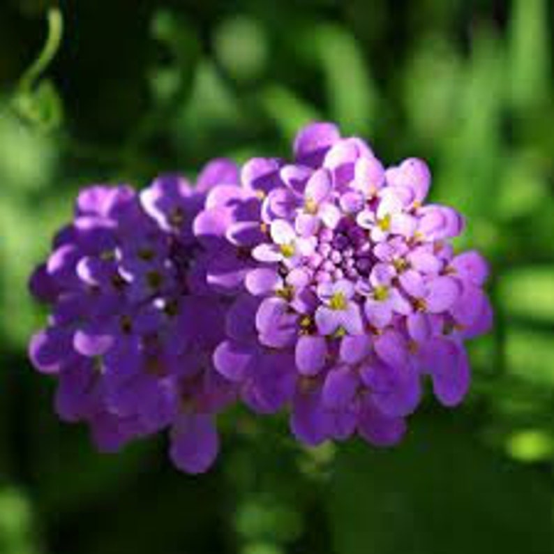 Candytuft ‘lavender Mermaid' Fragrant Lavender Flowers, Compact ...