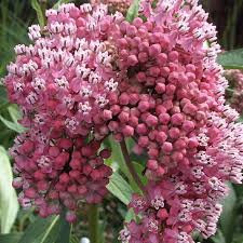 Butterfly Milkweed 'cinderella' Pink Flowering Butterfly Attracting ...