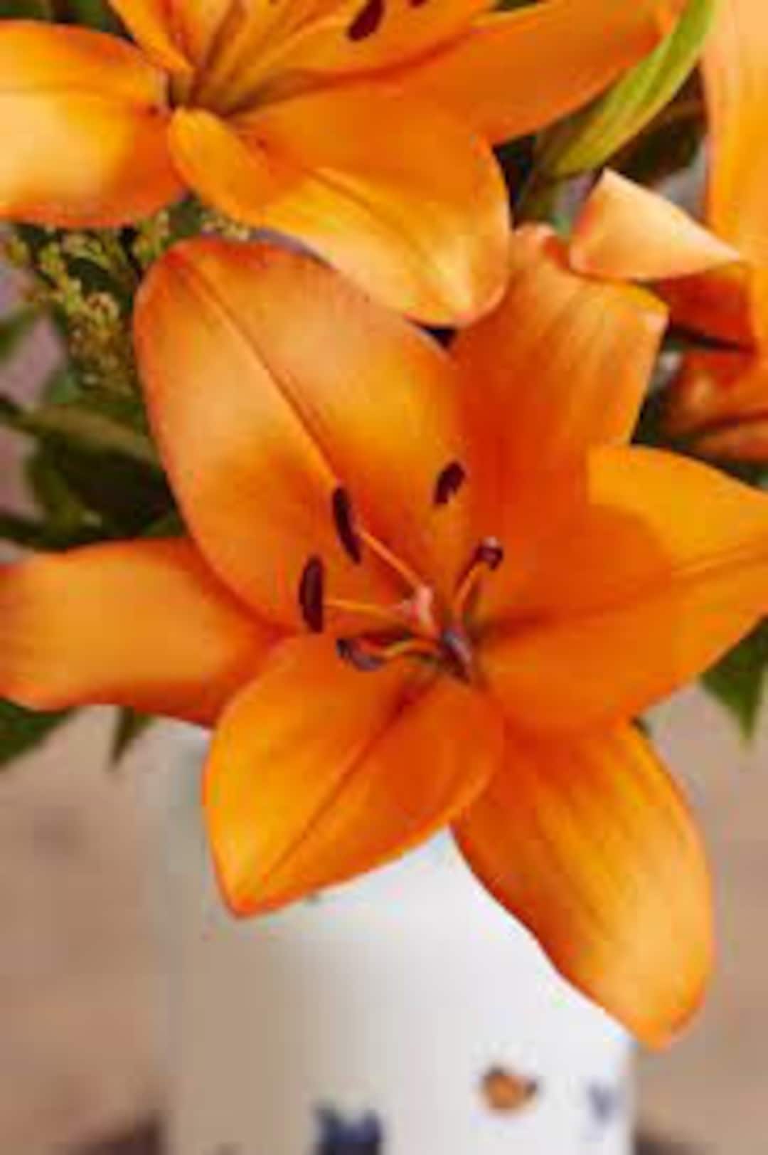 Lily LA Hybrid 'caesars Palace Large 7-9 Clear Salmon-orange Flowers ...