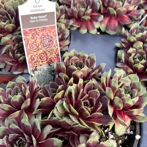 Hen and Chicks 'ruby Heart'- Awesome Red Halo in Center! - Succulent ...