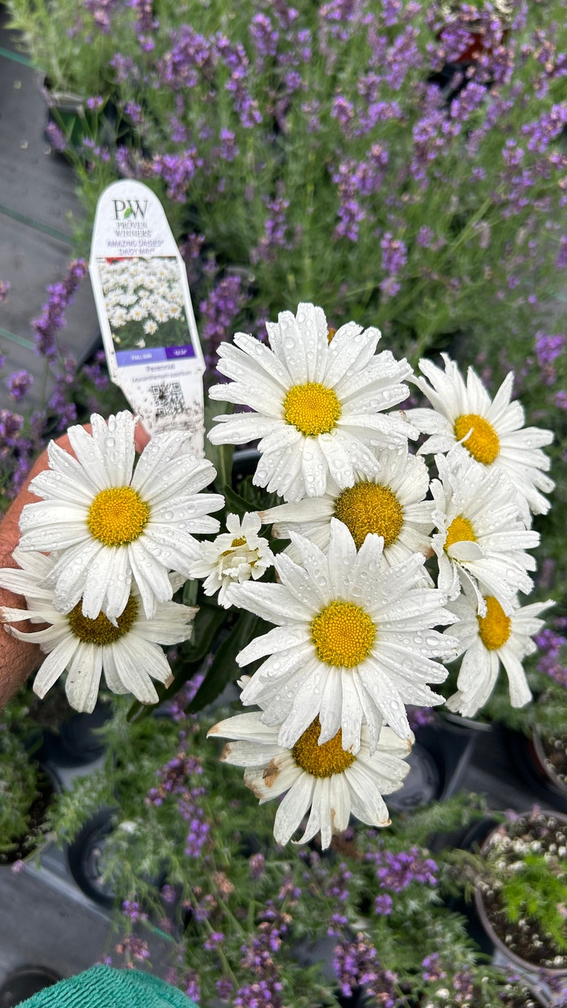 Shasta Daisy ‘daisy May’-long Blooming, Compact, White Flowers With ...