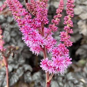 False Spirea ‘dark Side of the Moon’ Purple Flowers Dark Atop Black ...