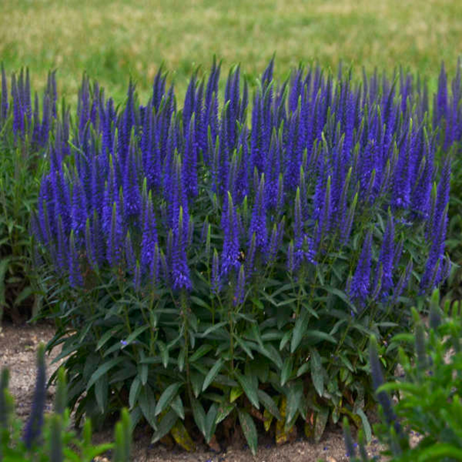 Speedwell ‘wizard of Ahhs’ Dark Blue-violet Paintbrush-type Flowers on ...