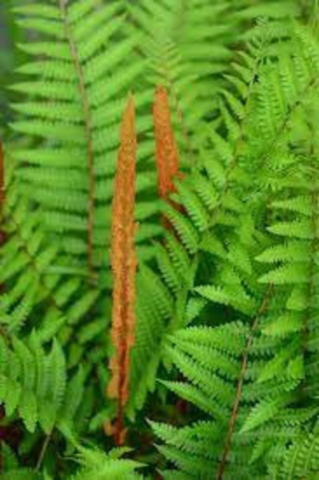 Fern Cinnamon- Huge, Upright, Deep Green Frond Decorative Tan Spores ...