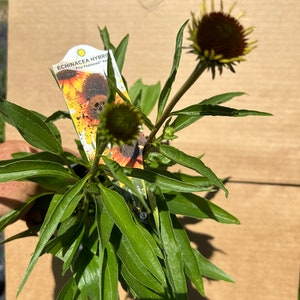 Coneflower ‘parrot’ Multicolored Orange-red-yellow Flowers, Dark Cone ...
