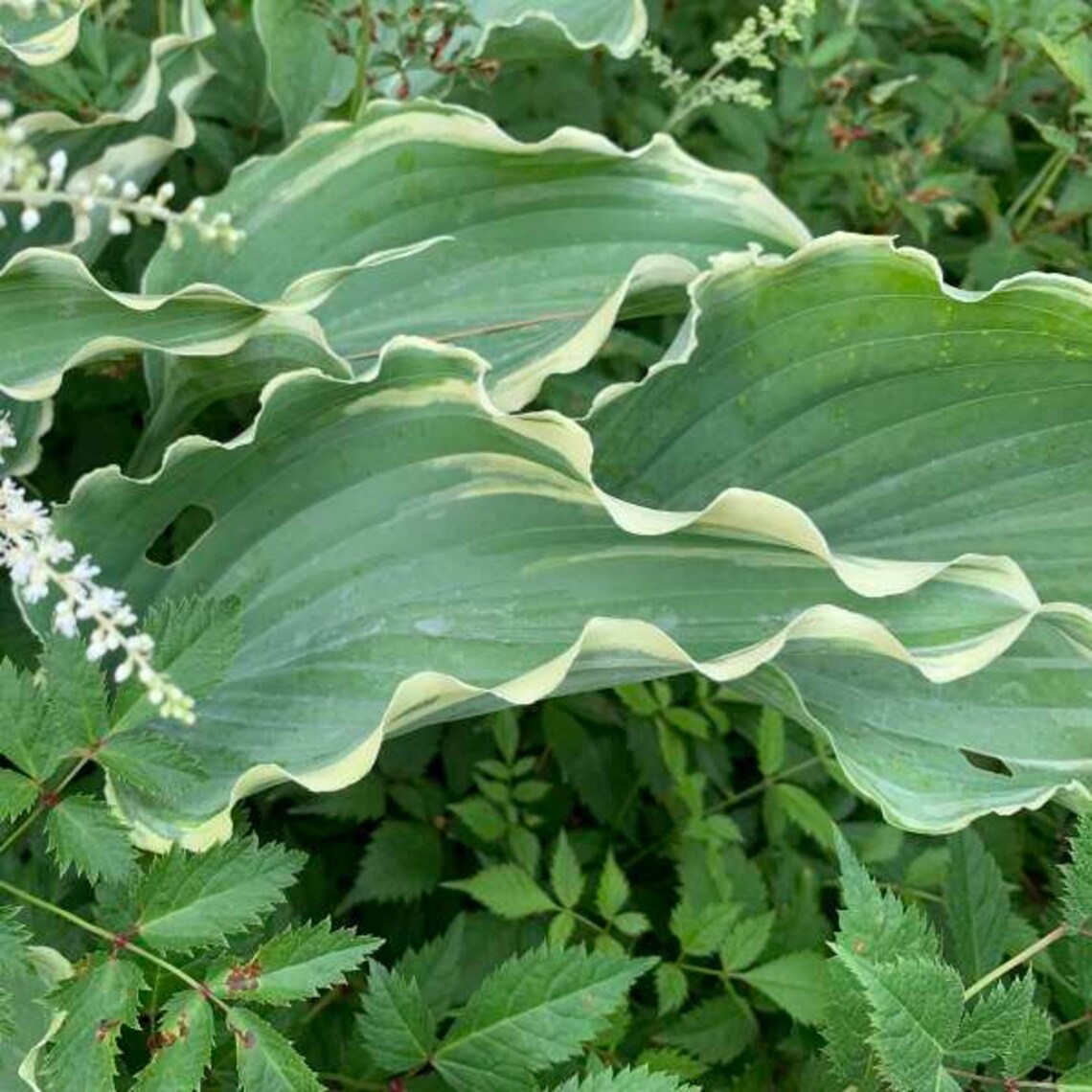 Hosta 'dancing in the Moonlight’ Blue Leaves With Creamy White Margin ...