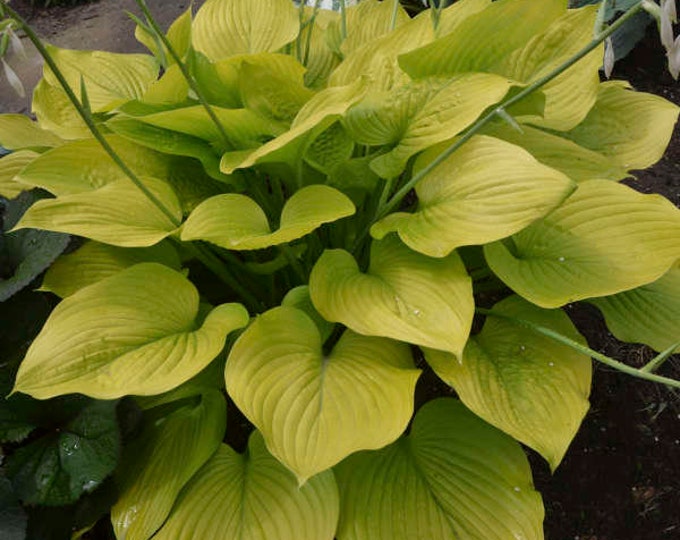 Hosta ‘age of Gold’ - Giant Gold Hosta, Spectacular! - Perennial - Etsy