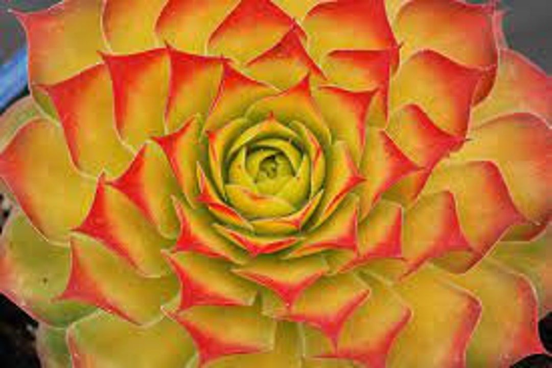 Hen & Chicks ‘gold Nugget'- Chick Charms-rosettes of Pink, Red, Gold ...