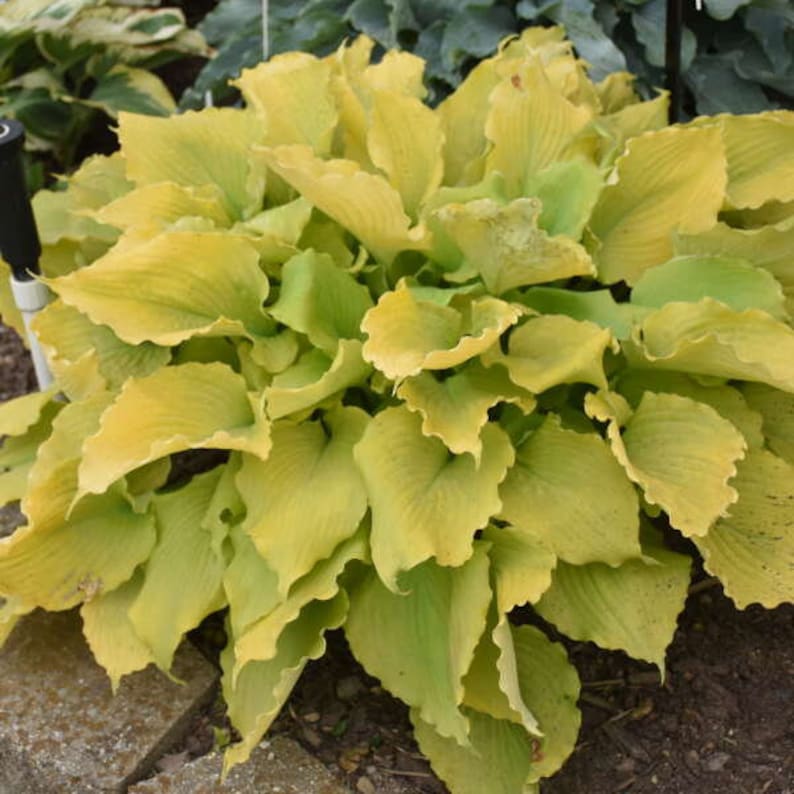 Hosta ‘echo the Sun’ - Grows a 4’ Wide Mound a Constant Gold Leaves