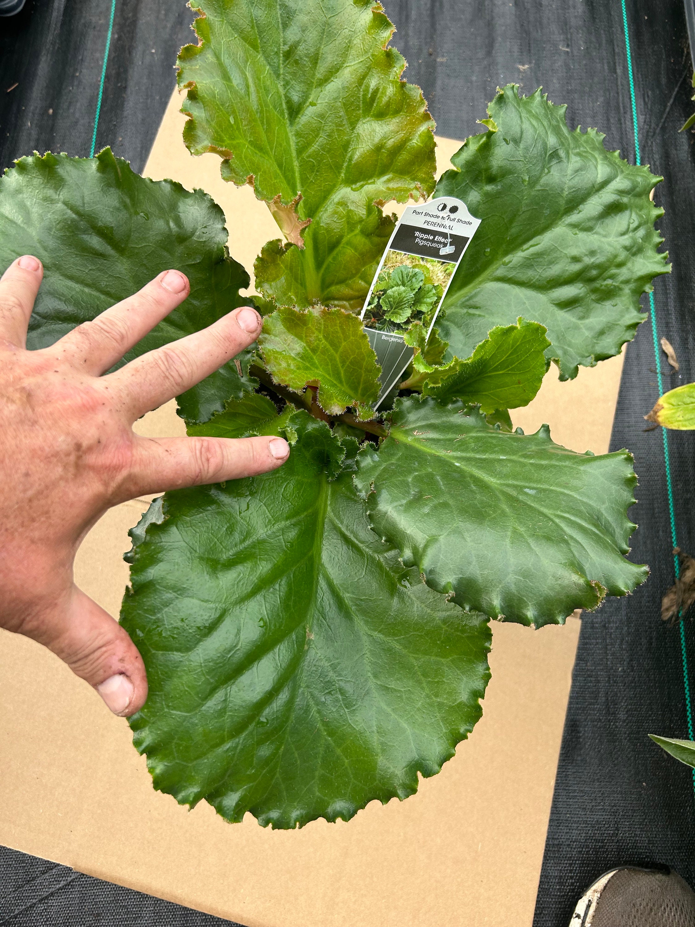 Pigsqueak ‘rippled Effect’ - Huge 12”+ Leaves With Candelabras of White ...