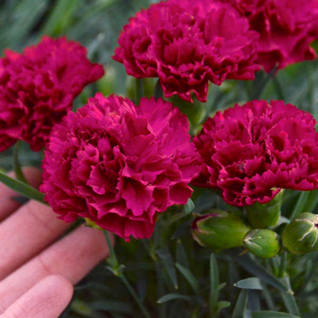 Pinks ‘cranberry Cocktail’ Fragrant Double Magenta-red Flowers Blue ...
