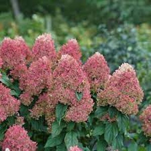 Hydrangea 'quick Fire Fab' Panicle Hydrangea - Etsy