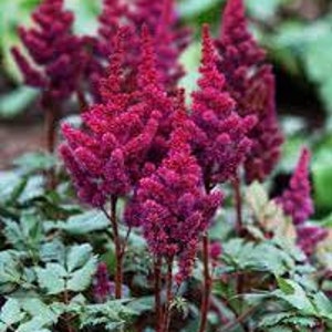 False Spirea ‘vision in Red’ Dark Red Stems Hold Deep Red Buds That ...