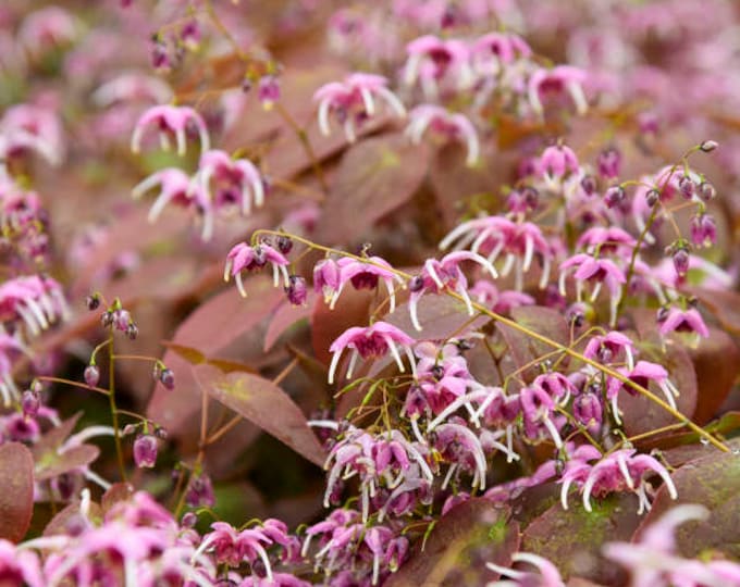 Inside Out Flower Vancouveria Hexandra Pnw Native Unusual Plant Organic ...