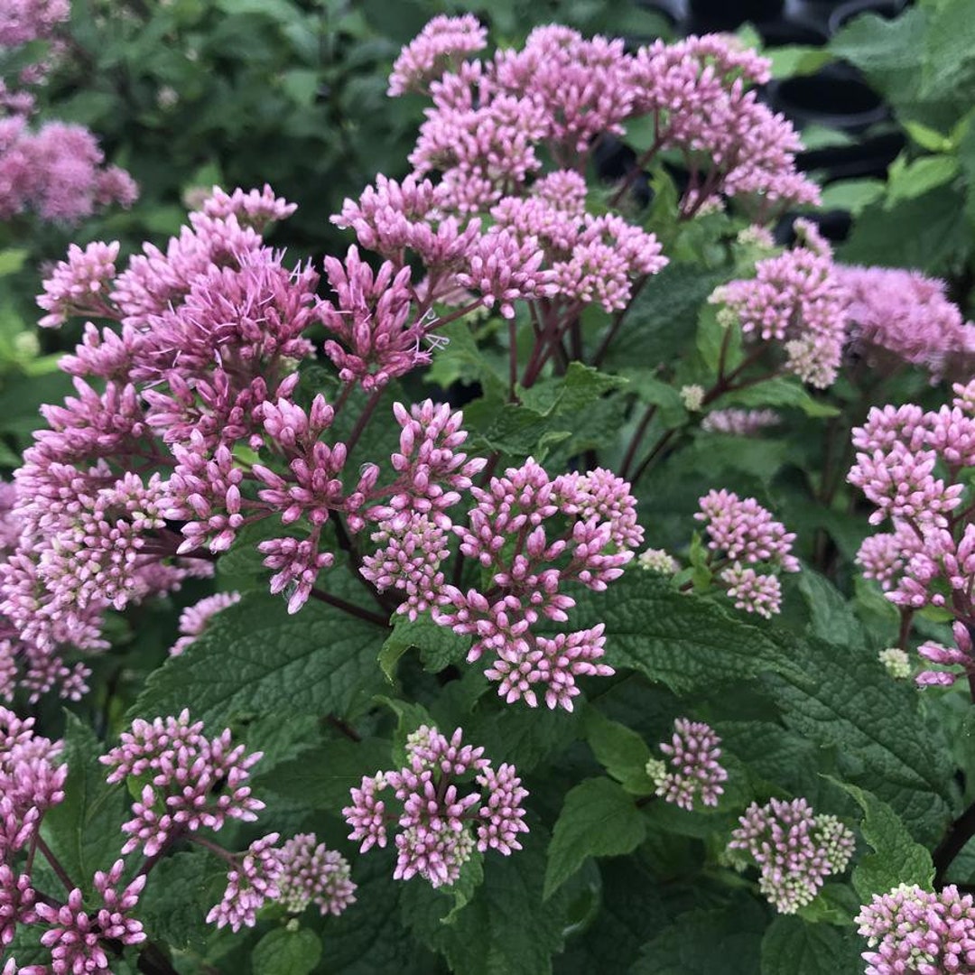 Joe Pye Weed ‘baby Joe’ Compact, Upright Native Plant With Pink Flowers ...