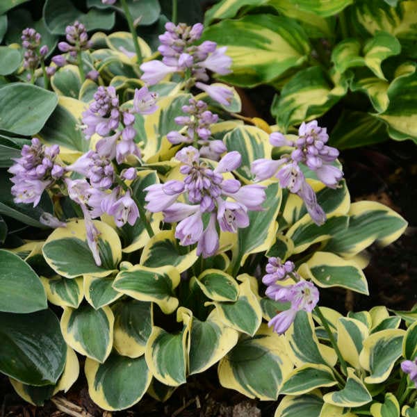 Hosta ‘mini Skirt’ Miniature, Wavy Blue-green Leaves With Variegated ...