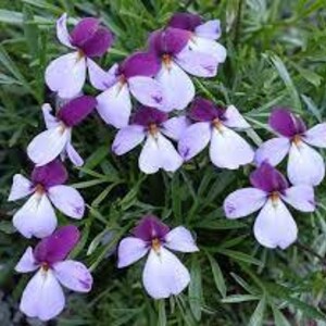 Bird’s Foot Violet ‘eco Artist Palette' Fragrant Purple/lilac-blue Bi ...