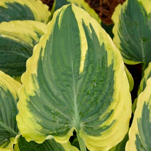 Hosta 'trendsetter’ - Green Heart-shaped Leaves With Wide, Yellow ...