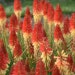 Red Hot Poker 'rocket’s Red Glare' Warm Red Buds Open to Creamy Peach ...