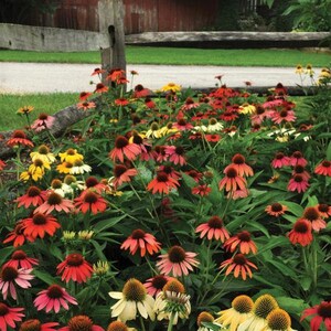 Coneflower ‘cheyenne Spirit’ - Dynamic Mix of Flower Colors - Echinacea ...