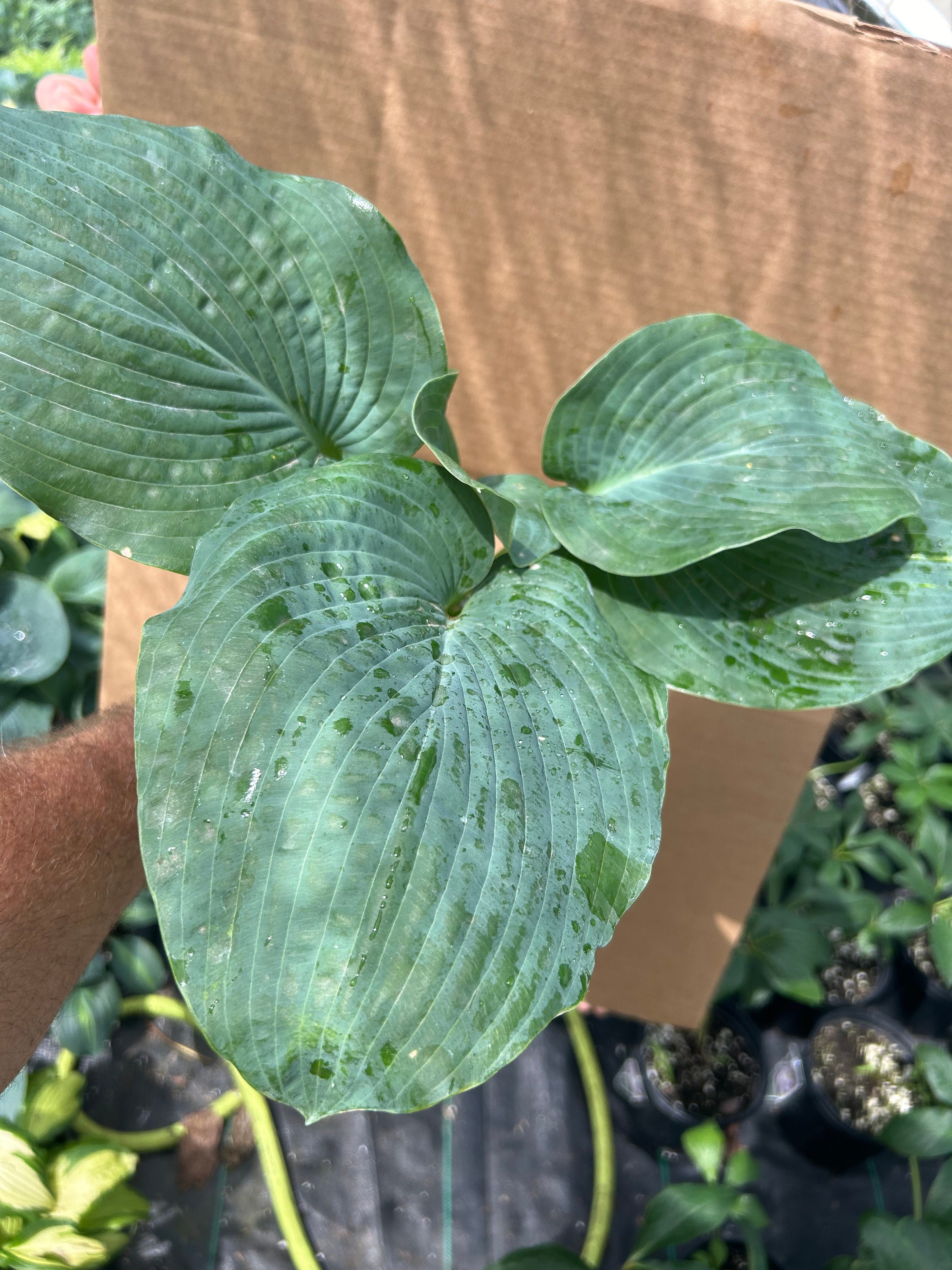 Hosta 'humpback Whale' Giant Deep Blue Hosta, One of the Biggest & Best ...