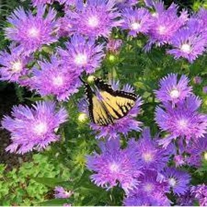 Stokes' Aster ‘peachie’s Pick’ Huge Outerspace Daisy Type Blue-lavender ...