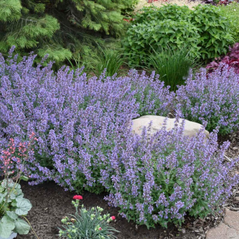 Catmint ‘cat’s Meow’ Blue-lavender Flowers Everblooming, Fragrant ...