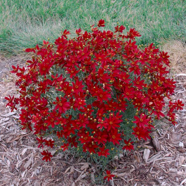 Tickseed ‘hot Paprika’ Intense, Deep Red Flowers Atop Threadlike ...