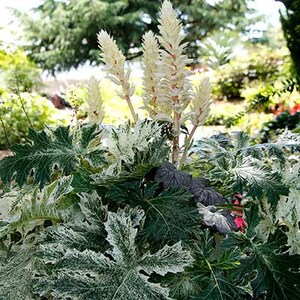 Bears Breeches 'whitewater' - White Variegated Lobed Foliage With Bi ...
