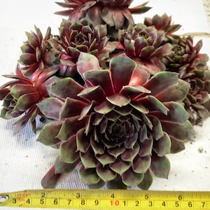 Hen and Chicks 'ruby Heart'- Awesome Red Halo in Center! - Succulent ...
