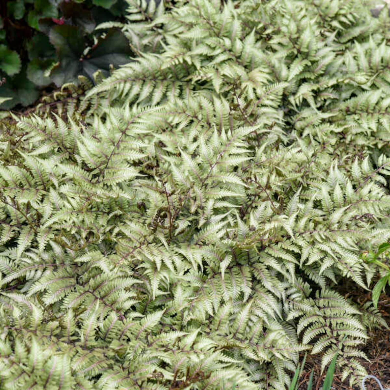 Fern Giant Japanese Painted ‘godzilla‘ Massive Clump of Silvery Fronds ...