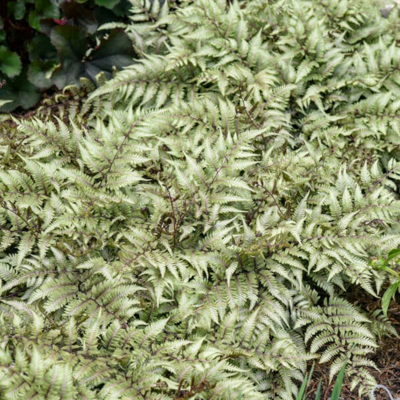Fern Giant Japanese Painted ‘godzilla‘ Massive Clump of Silvery Fronds ...