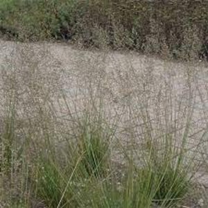 Grass Prairie Dropseed 'gone With the Wind' - Wispy, Airy and Aromatic ...